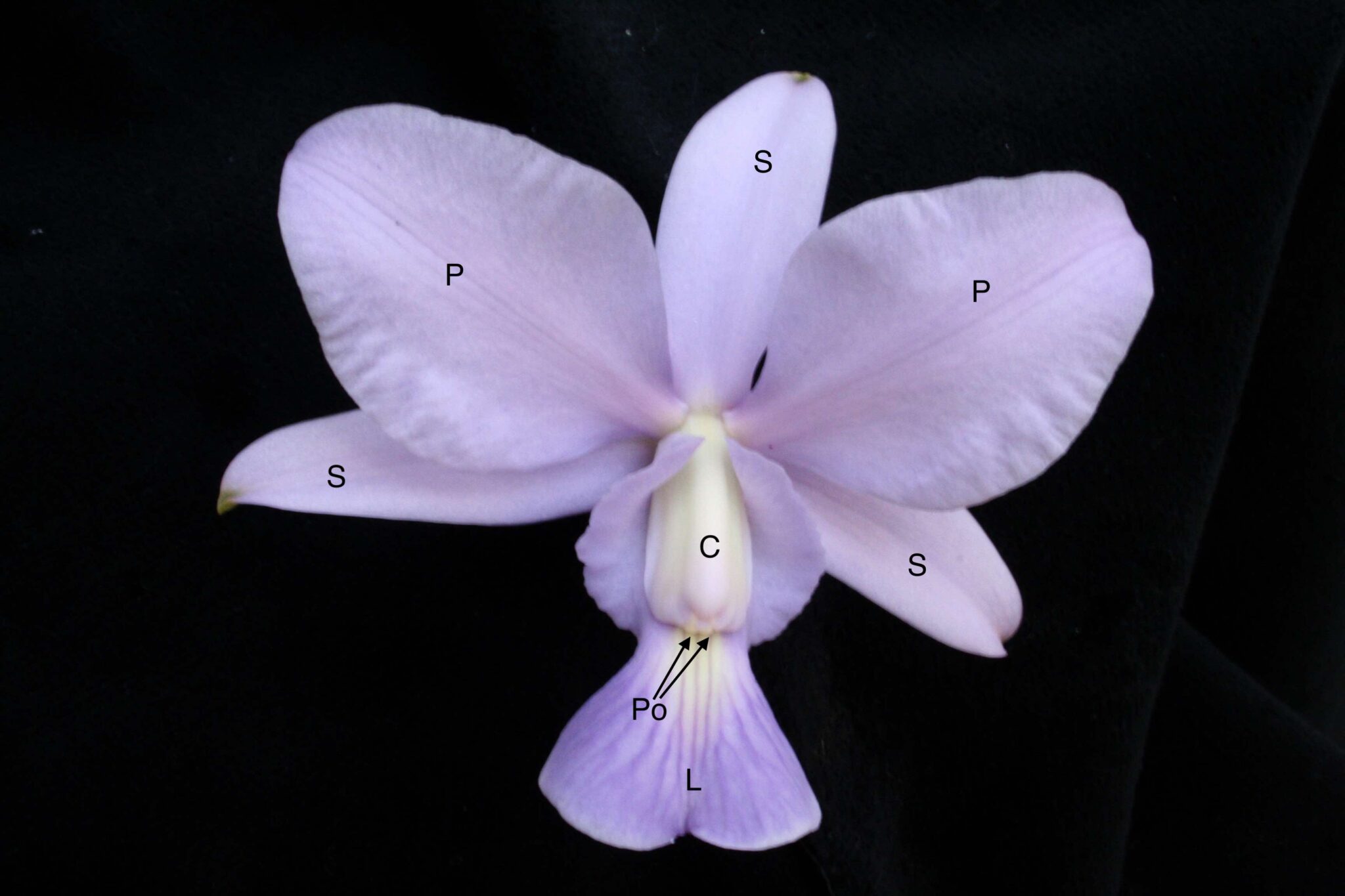 About Orchids – San Diego County Orchid Society