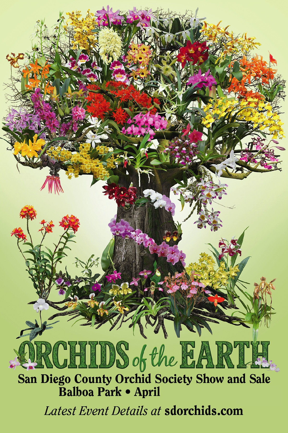 Our Shows – San Diego County Orchid Society